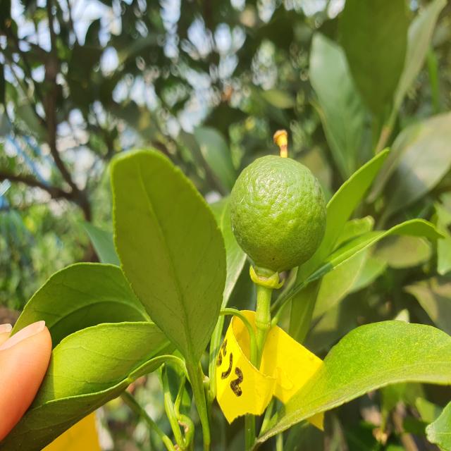 Pfe Object Detection Dataset And Pre Trained Model By Zarouali