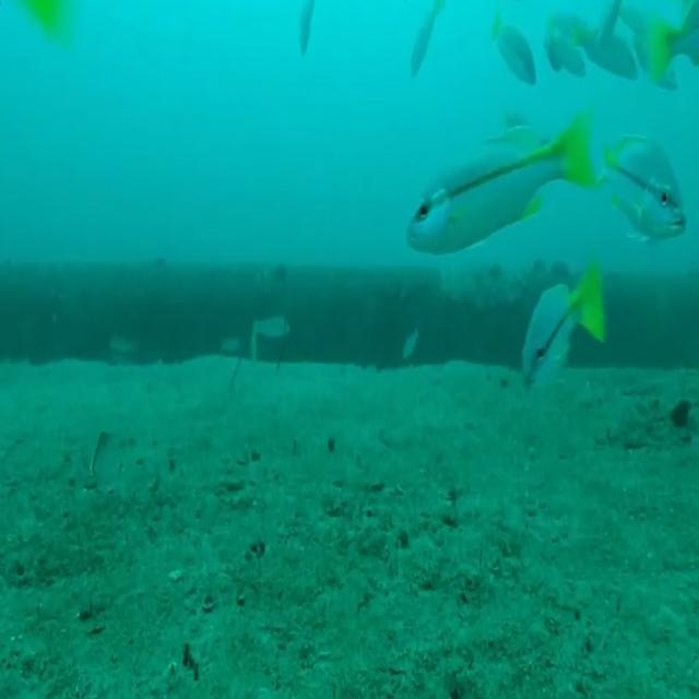 fish detection Object Detection Dataset and Pre-Trained Model by ...