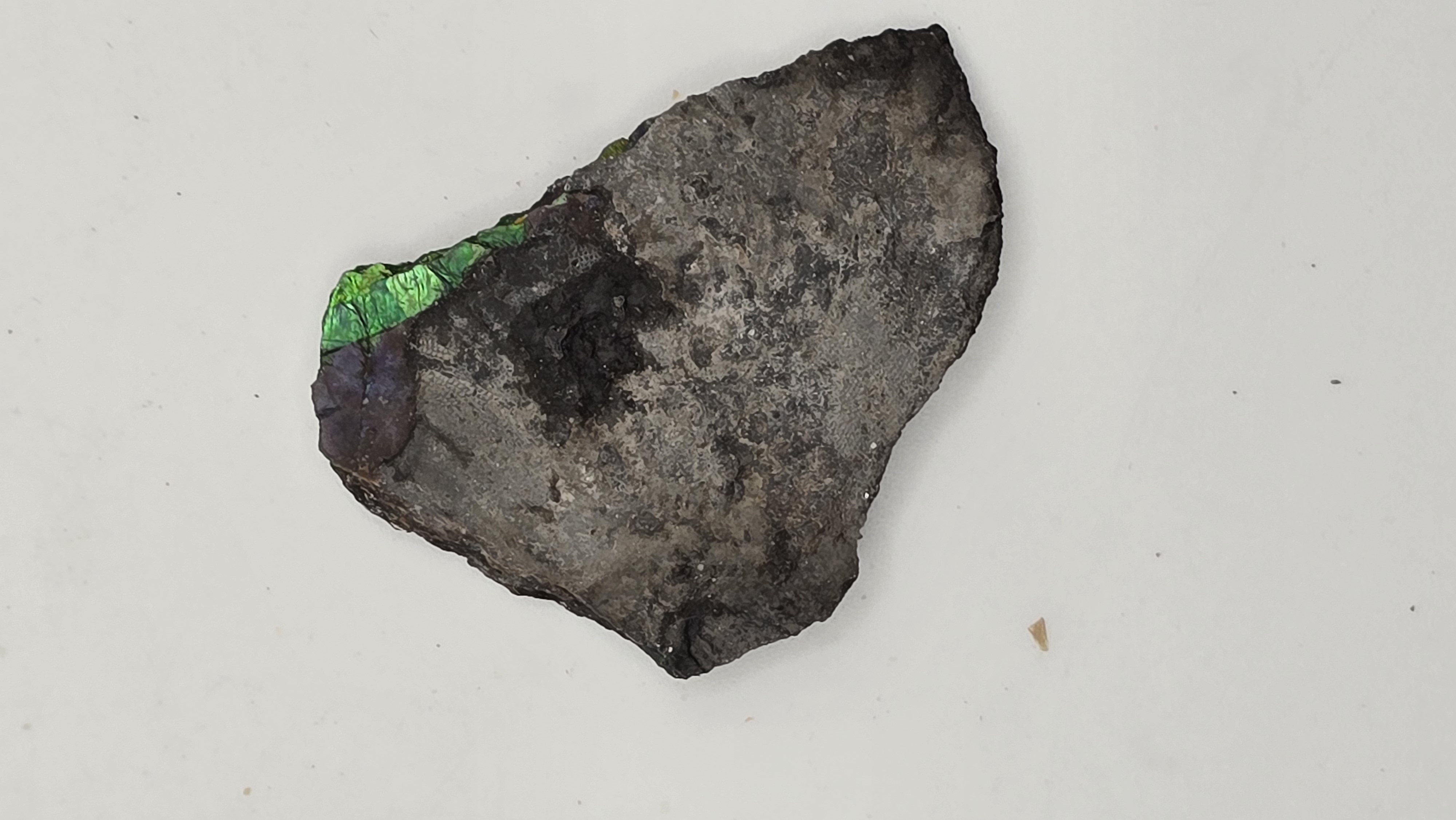 ammolite baatch 2 Instance Segmentation Dataset by Floor Plan Dataset