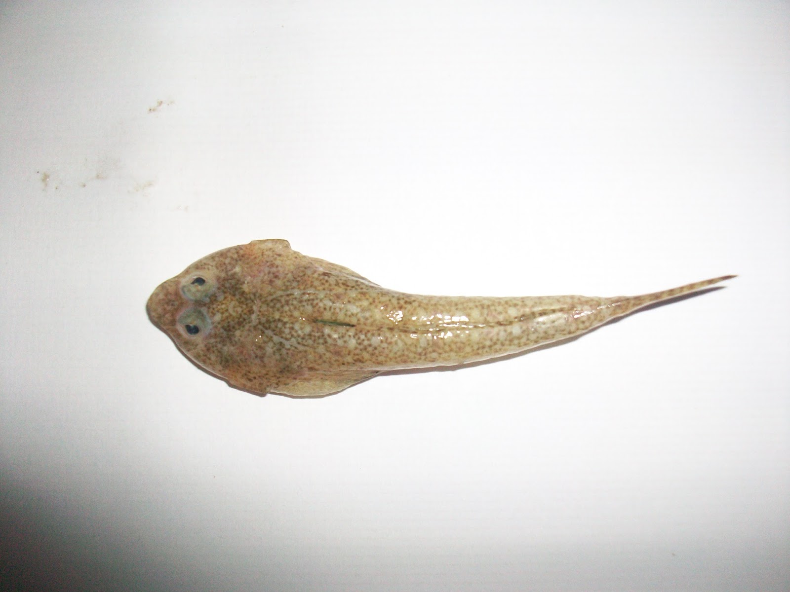 BanFish Classification Dataset by MD ATAULLHA