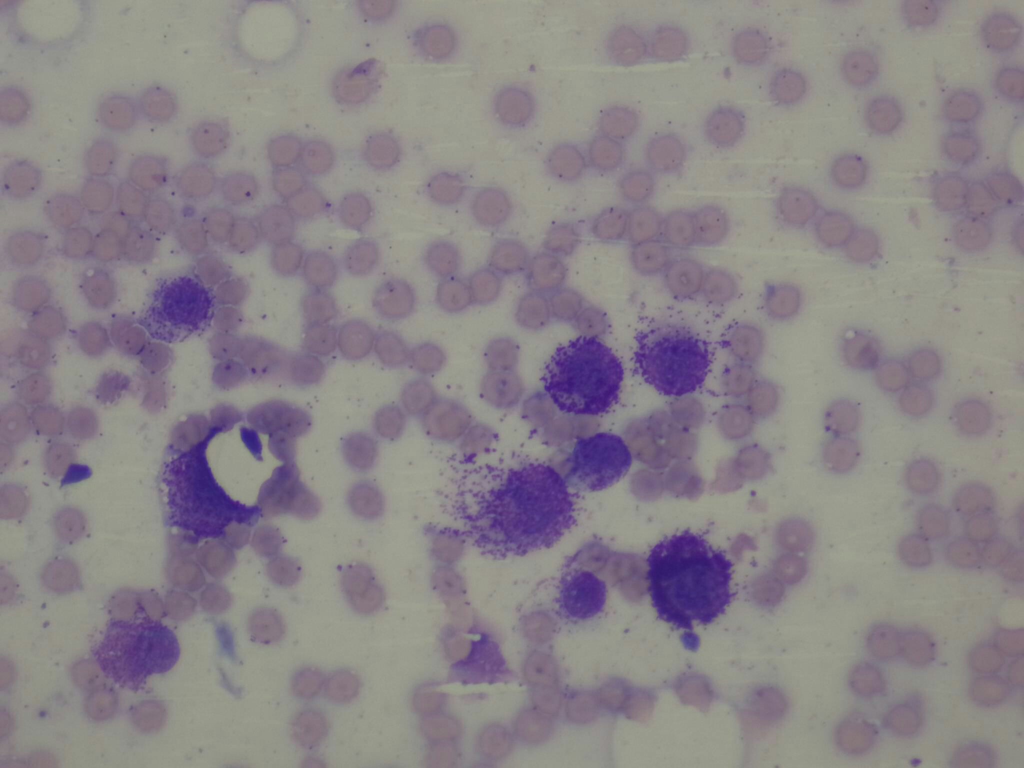 Merged Instance Segmentation Dataset by kfir