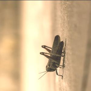 Locust Object Detection Dataset by AI TEAM