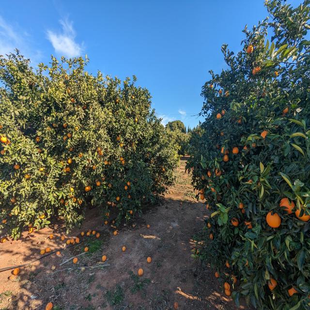 Detect_orange_V2 Object Detection Model by IA training