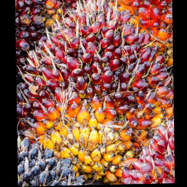 Palm Fruit Ripeness Classification Object Detection Dataset by Muhammad ...