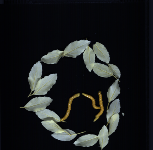 HSI Basil Object Detection Dataset by HSI