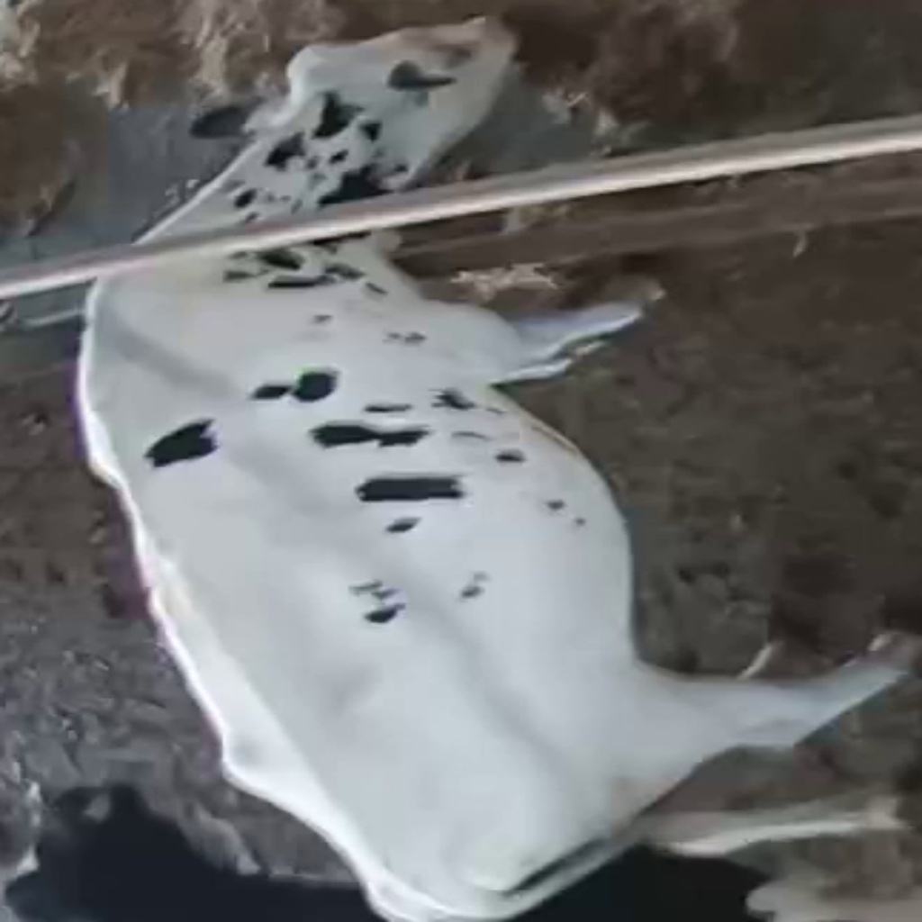 Cattle Segmentation Instance Segmentation Dataset by TristanM