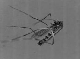 Insect Detection Object Detection Dataset by Harshal Khachane