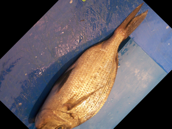 fish-keypoints Keypoint Detection Dataset by heaklworkspace