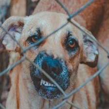 Pet Emotion Dataset Object Detection Dataset by Saki