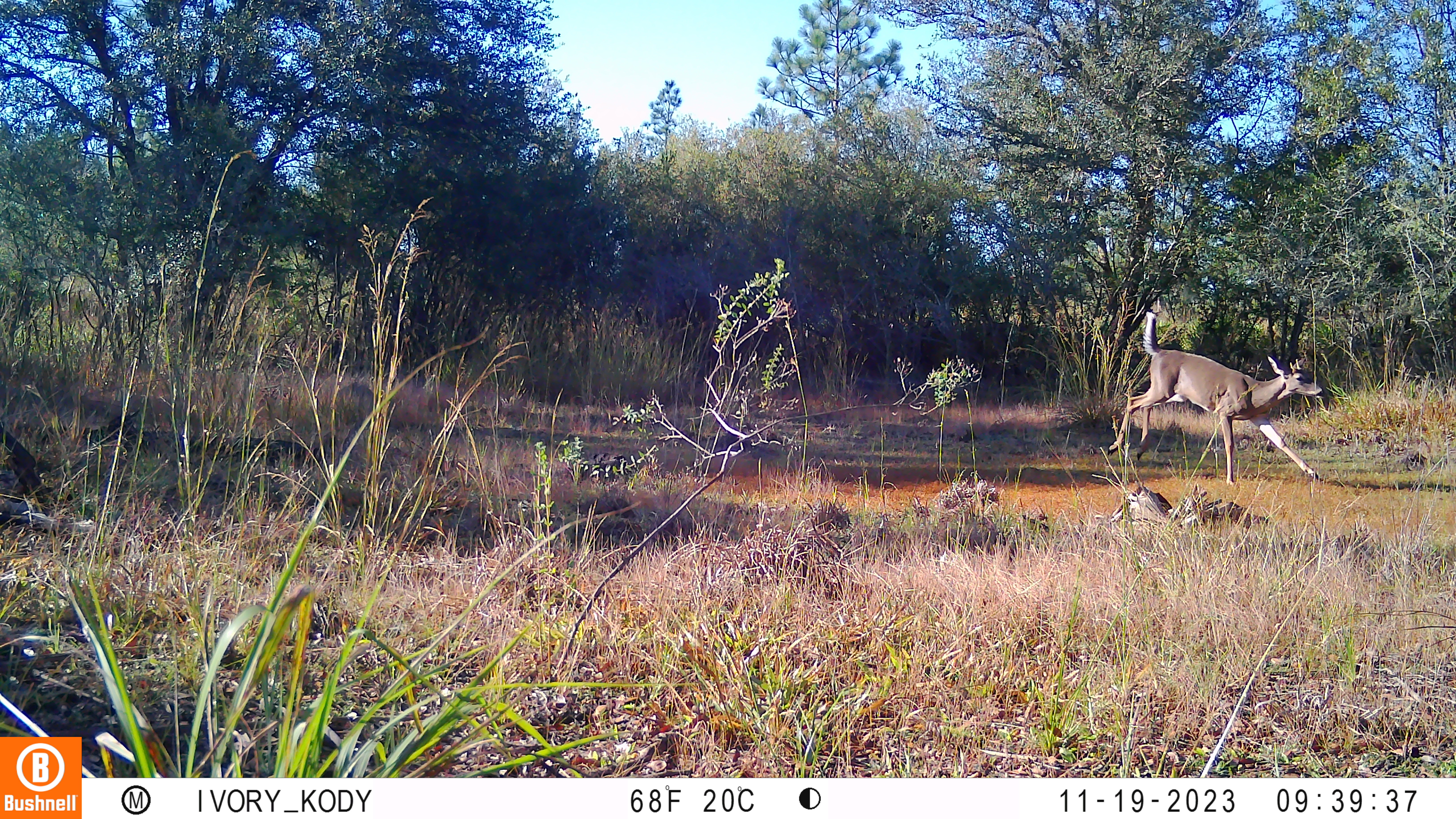Camera Trap Classification Dataset by Alan Ivory Lab