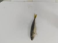 Paluk - Roboflow Universe