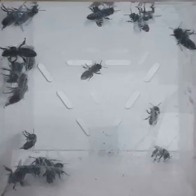 Bee_detection Object Detection Dataset and Pre-Trained Model by IOT