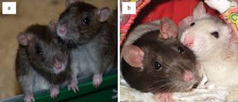 Rat Detection Model YOLOv10 Object Detection Dataset by aliemirkaragulle