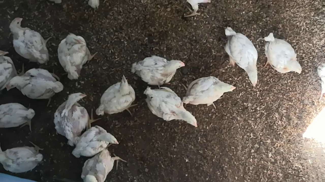 Chicken_detection Object Detection Model by cheengfusionex