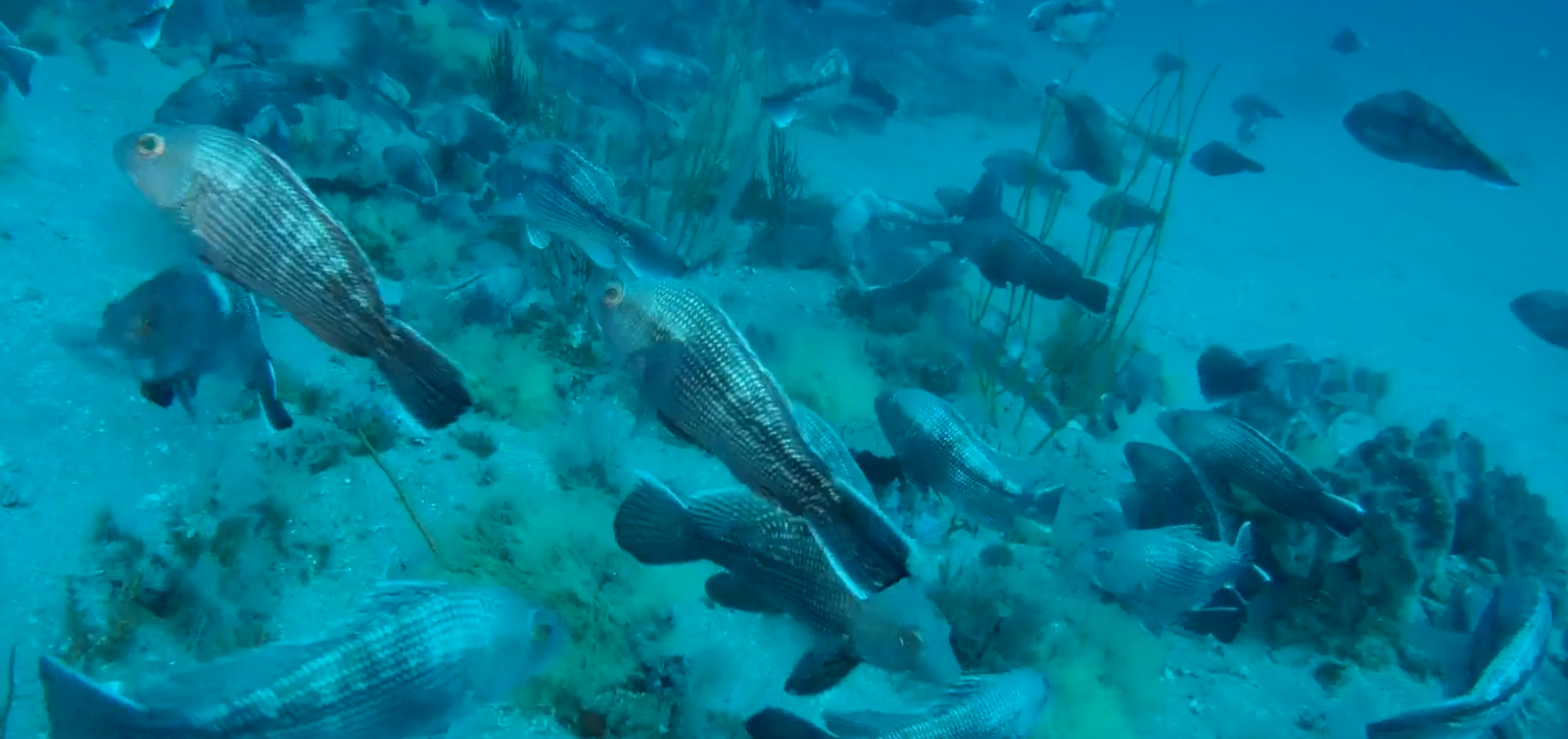 FISH_DETECTION_ROV Object Detection Dataset by Fish detection MATE ROV