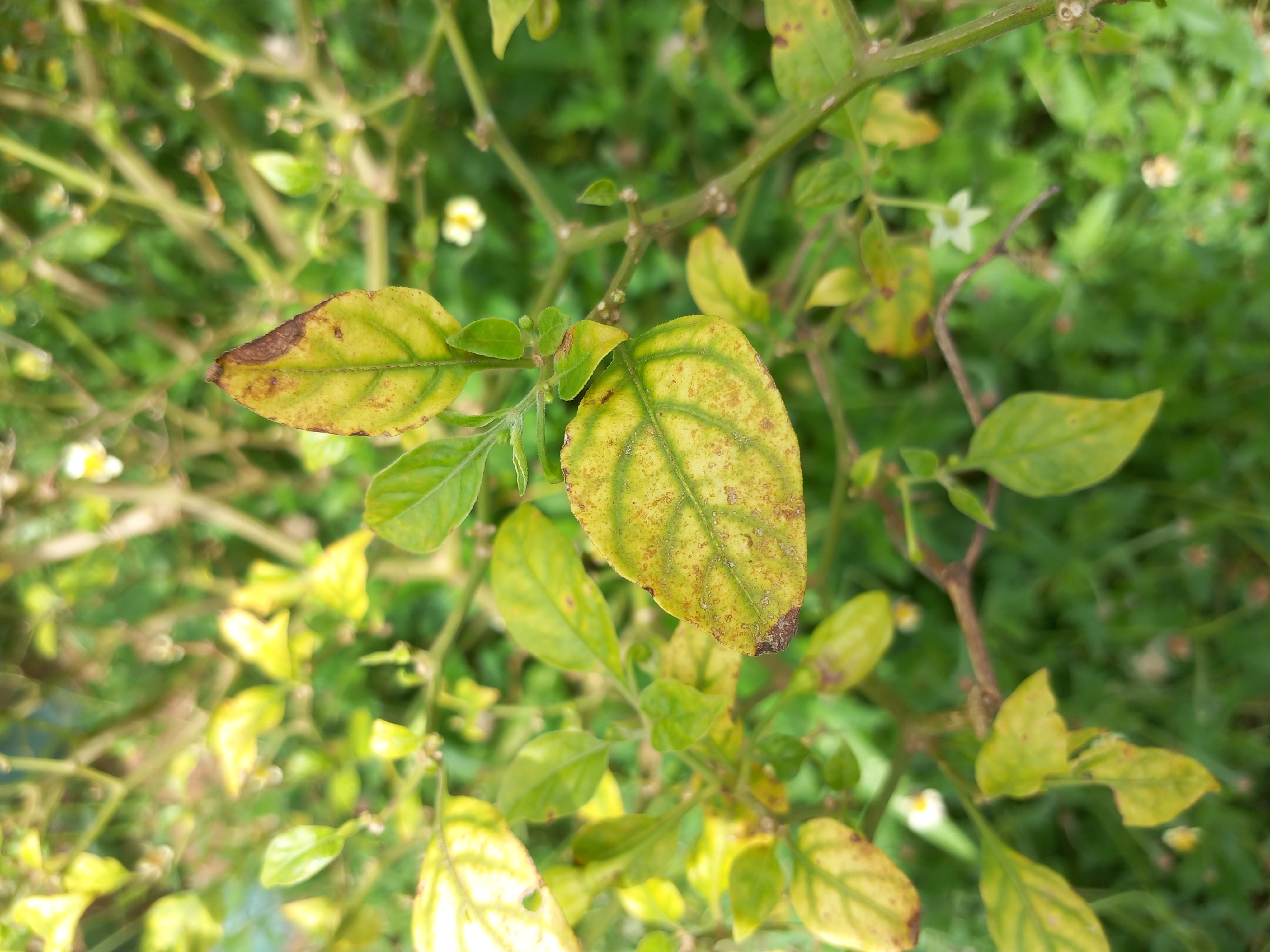 Crop Disease Detection Object Detection Dataset by Testing