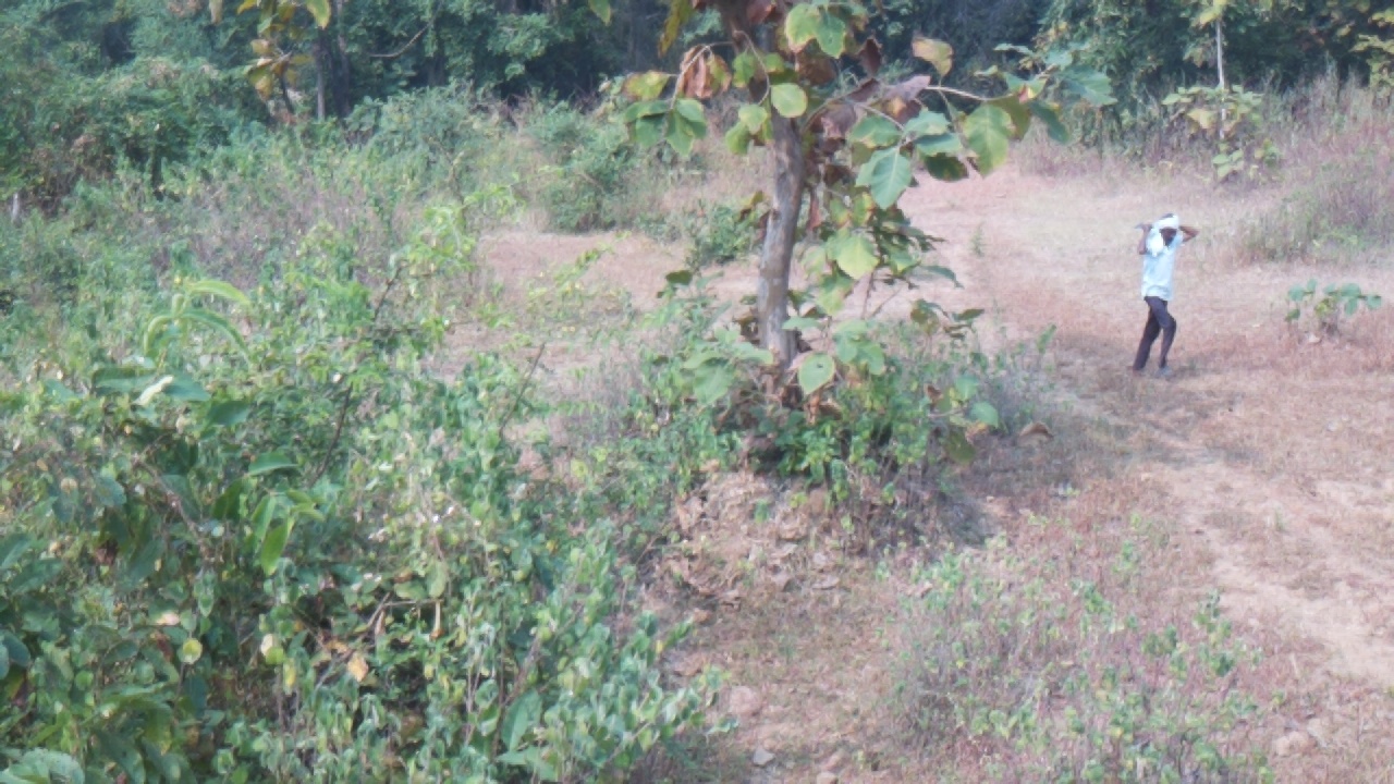 tiger-leopard Instance Segmentation Model by April1327