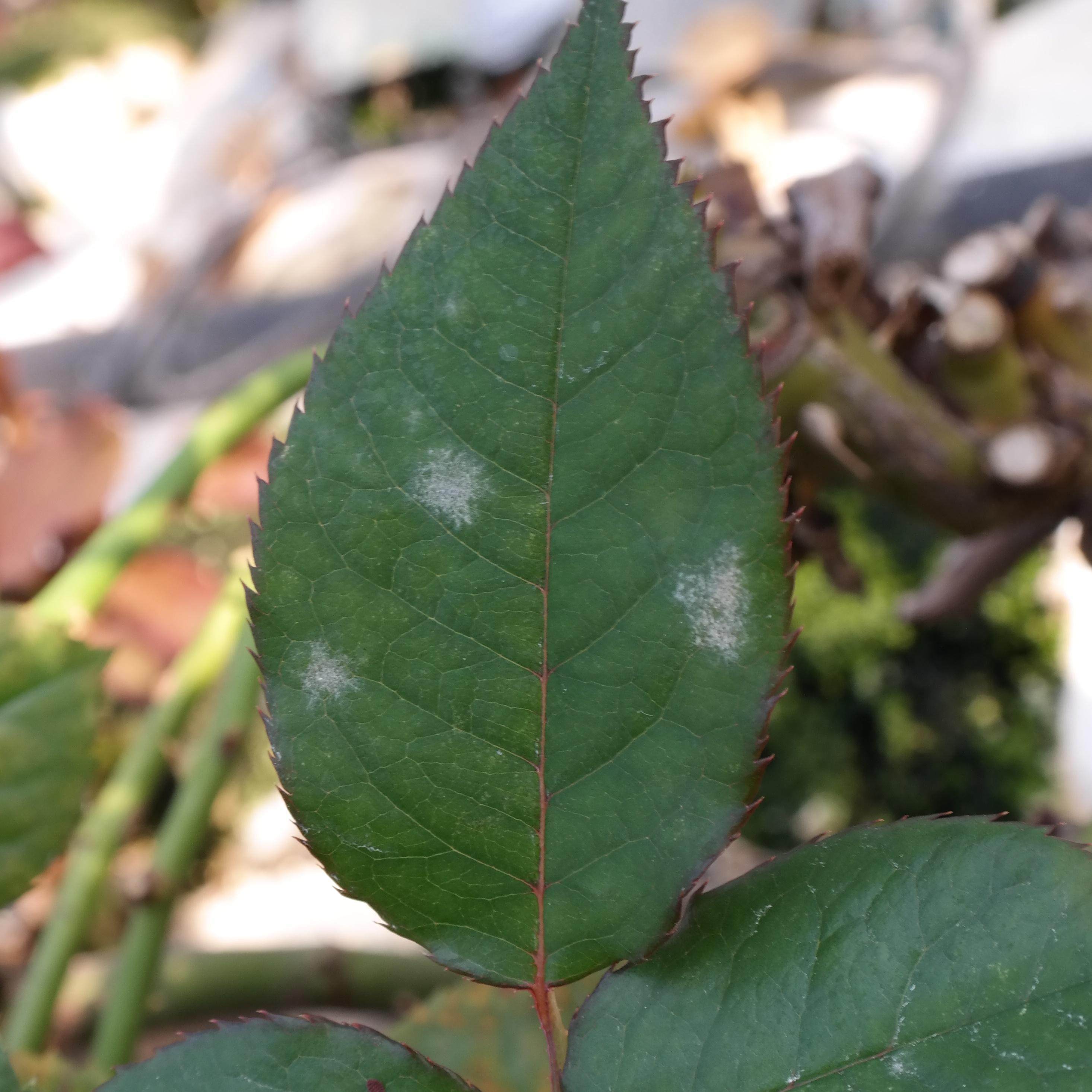 project 1 Object Detection Dataset and Pre-Trained Model by leaf quality