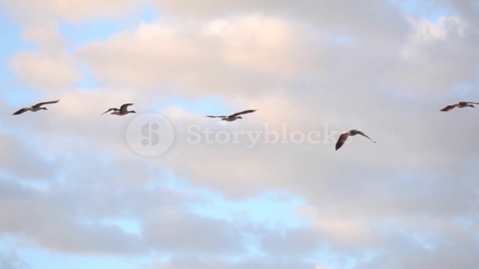 birdTRACKING Object Detection Dataset by myWorkspace