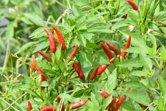 pepper Instance Segmentation Dataset by smartfram