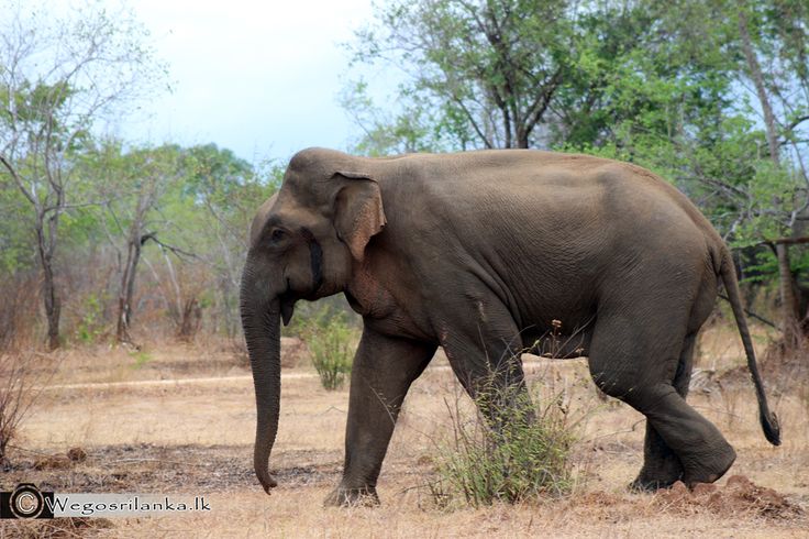 elephant Object Detection Model (v2, 2024-12-11 9:57pm) by gp9