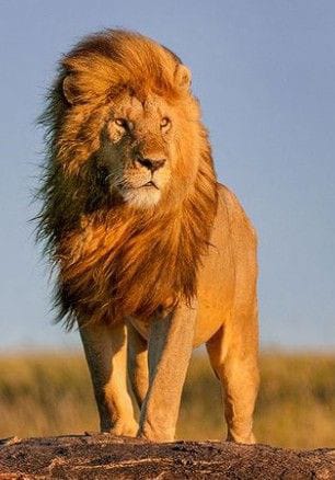 PYTHON (python-x6kjr) - Roboflow Universe