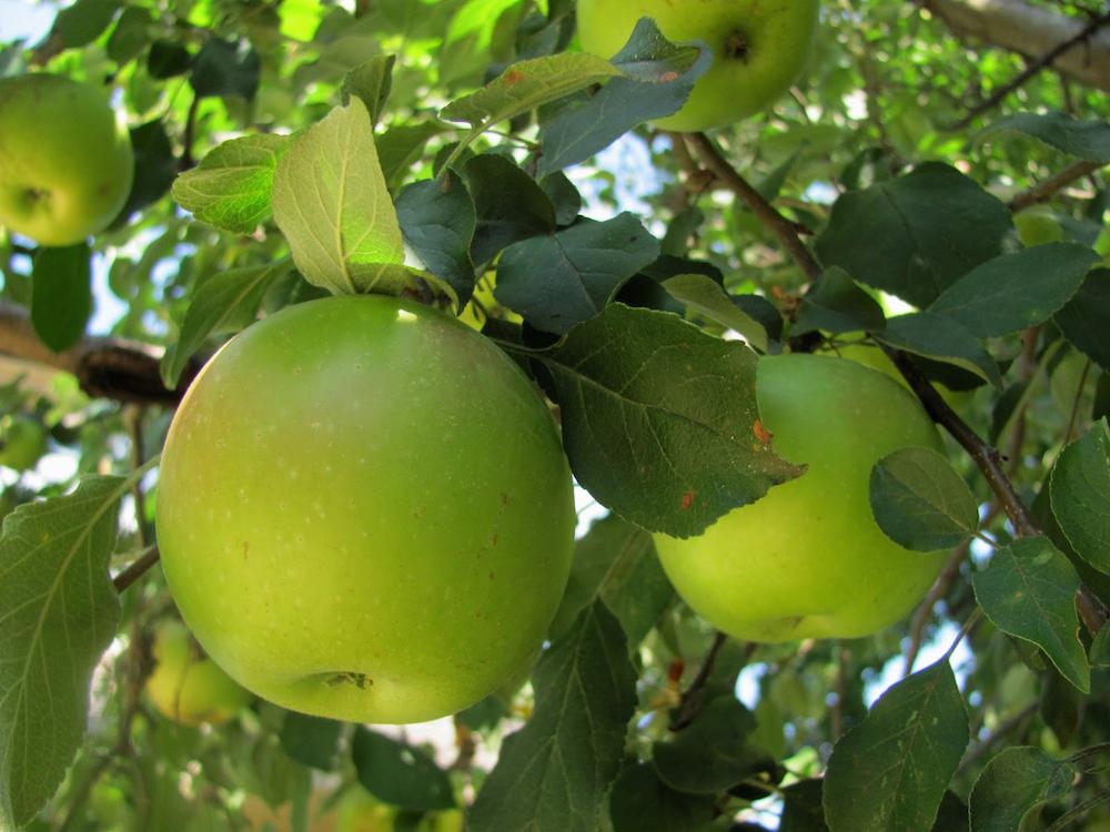 membuat dataset apel - Roboflow Universe