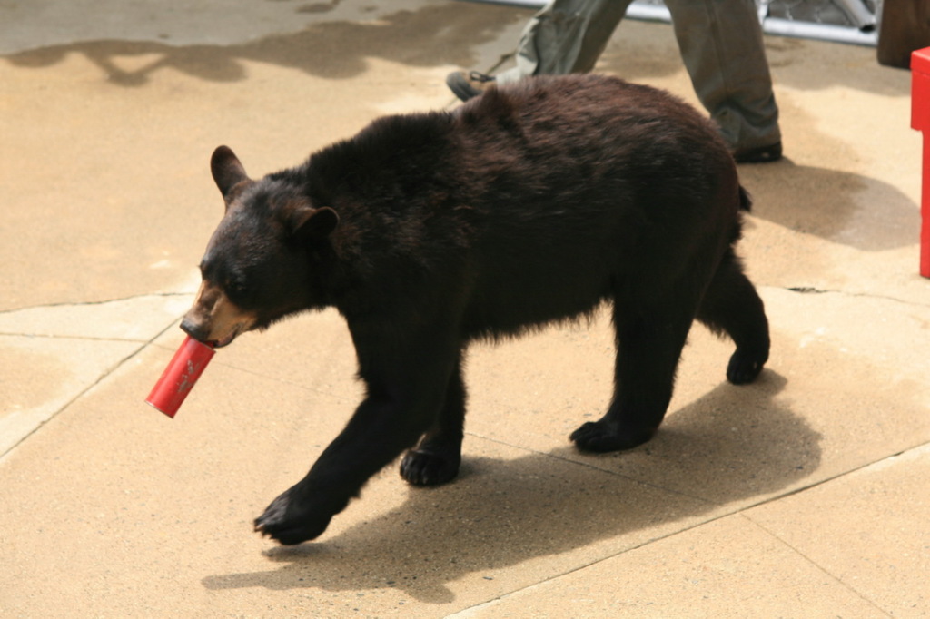 animal classification Object Detection Dataset by Dattu Krishna