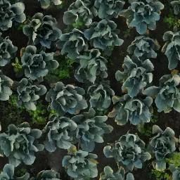 cabbage Object Detection Dataset and Pre-Trained Model by cabbage