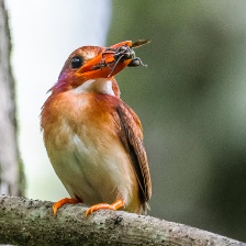 Bird Sample Dataset Classification Dataset by Main