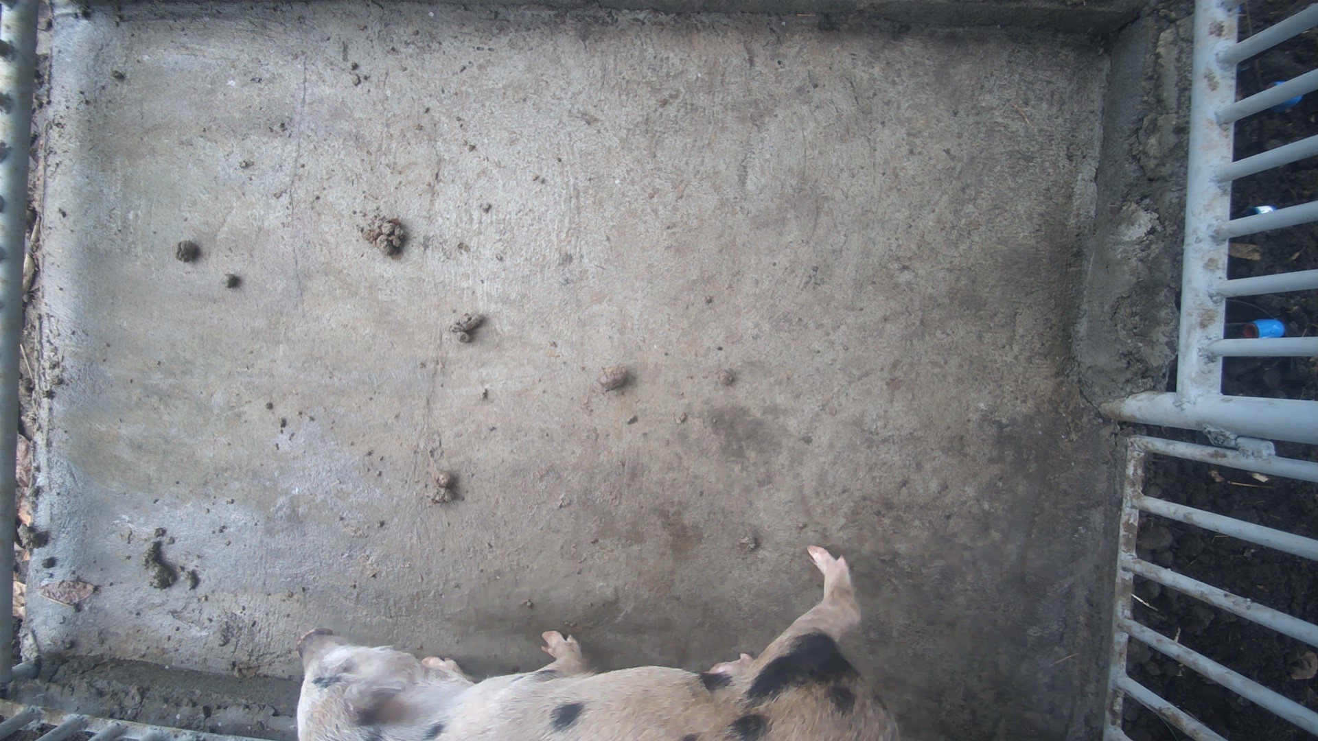 pig_Dookie Object Detection Dataset by Main