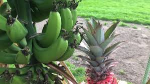 Fruit detection Classification Model by Fruit detection