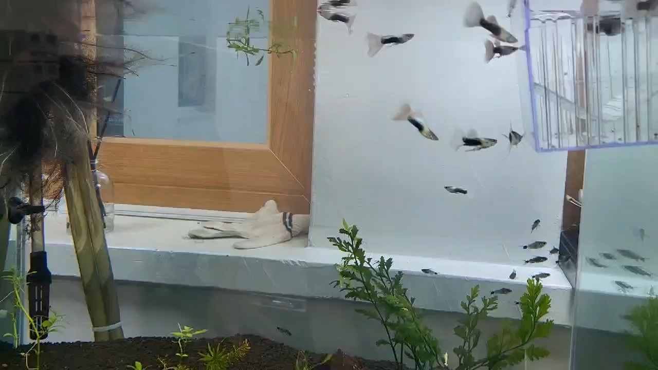 FISH Object Detection Dataset and Pre-Trained Model by FISH