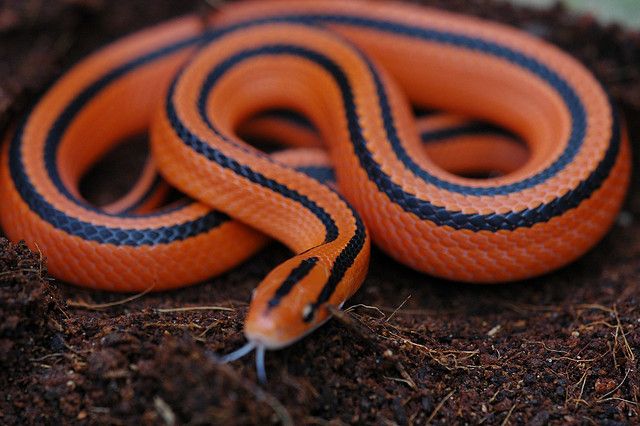 Machine Learning (machine-learning-m3m7o) - Roboflow Universe