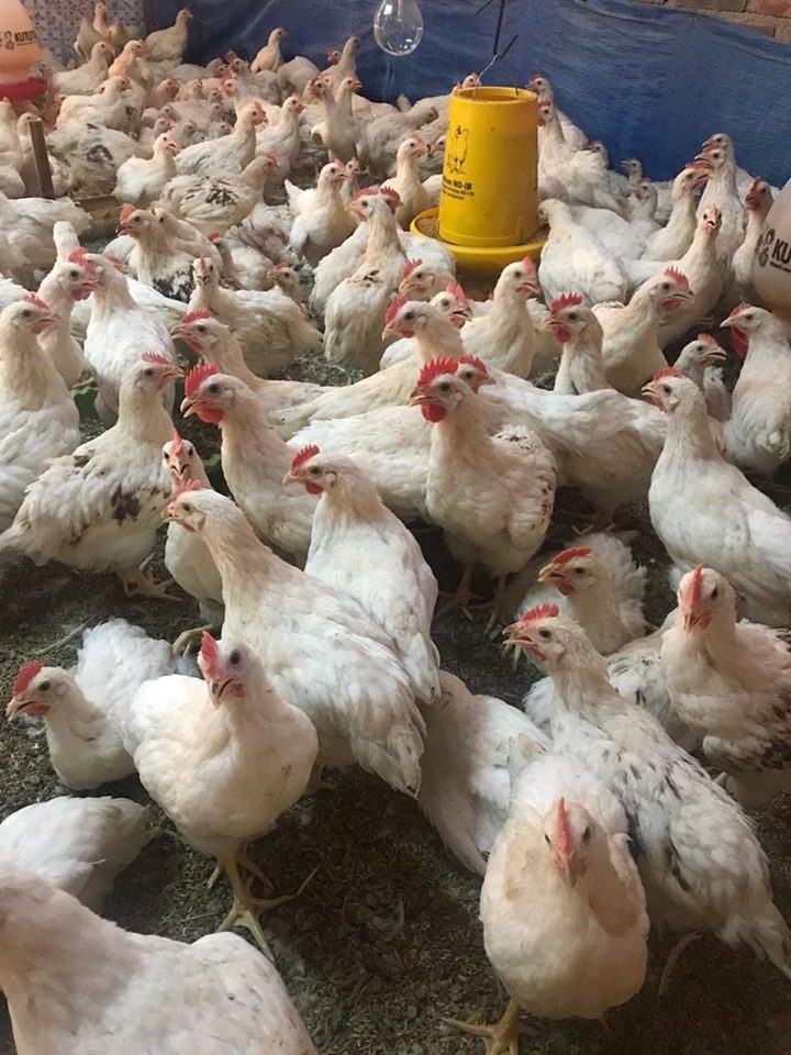 Chicken Breeds Object Detection Model (v1, 2024-12-26 3:10pm) by ...