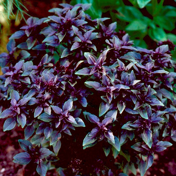 Reyhan Bitkisi Object Detection Model by Shabishko