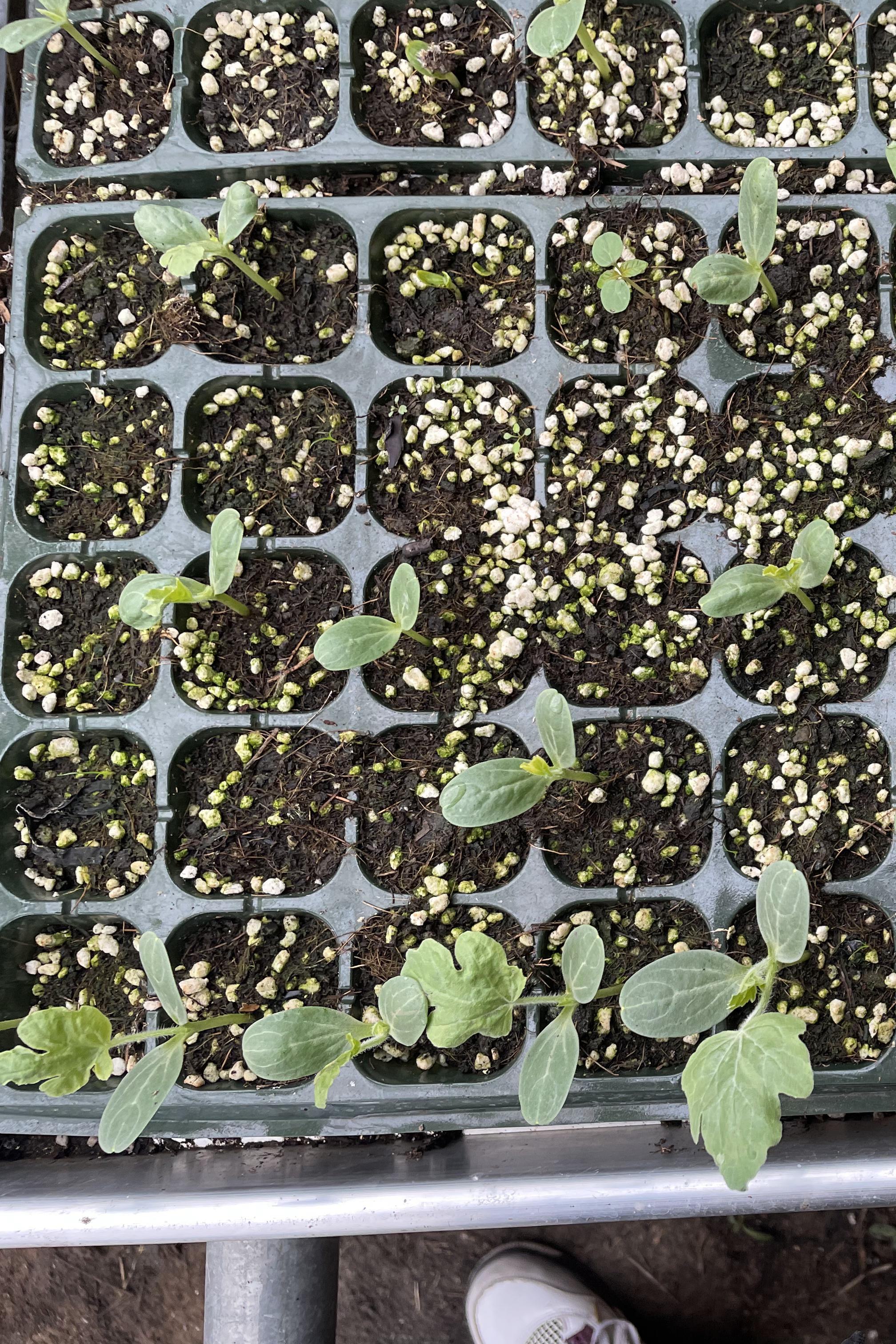 watermelon Instance Segmentation Dataset by Zane