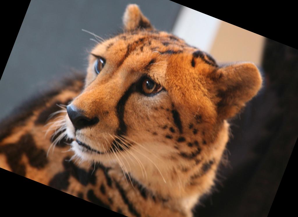 Animal_Leopard Object Detection Dataset by AnimalDetection