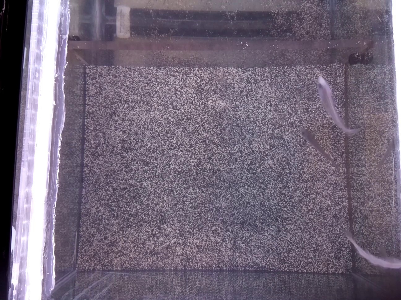 MC_s2_tr1 Object Detection Dataset by fishstalkers