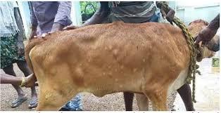 Lumpy Skin Disease Instance Segmentation Dataset and Pre-Trained Model by BUBT