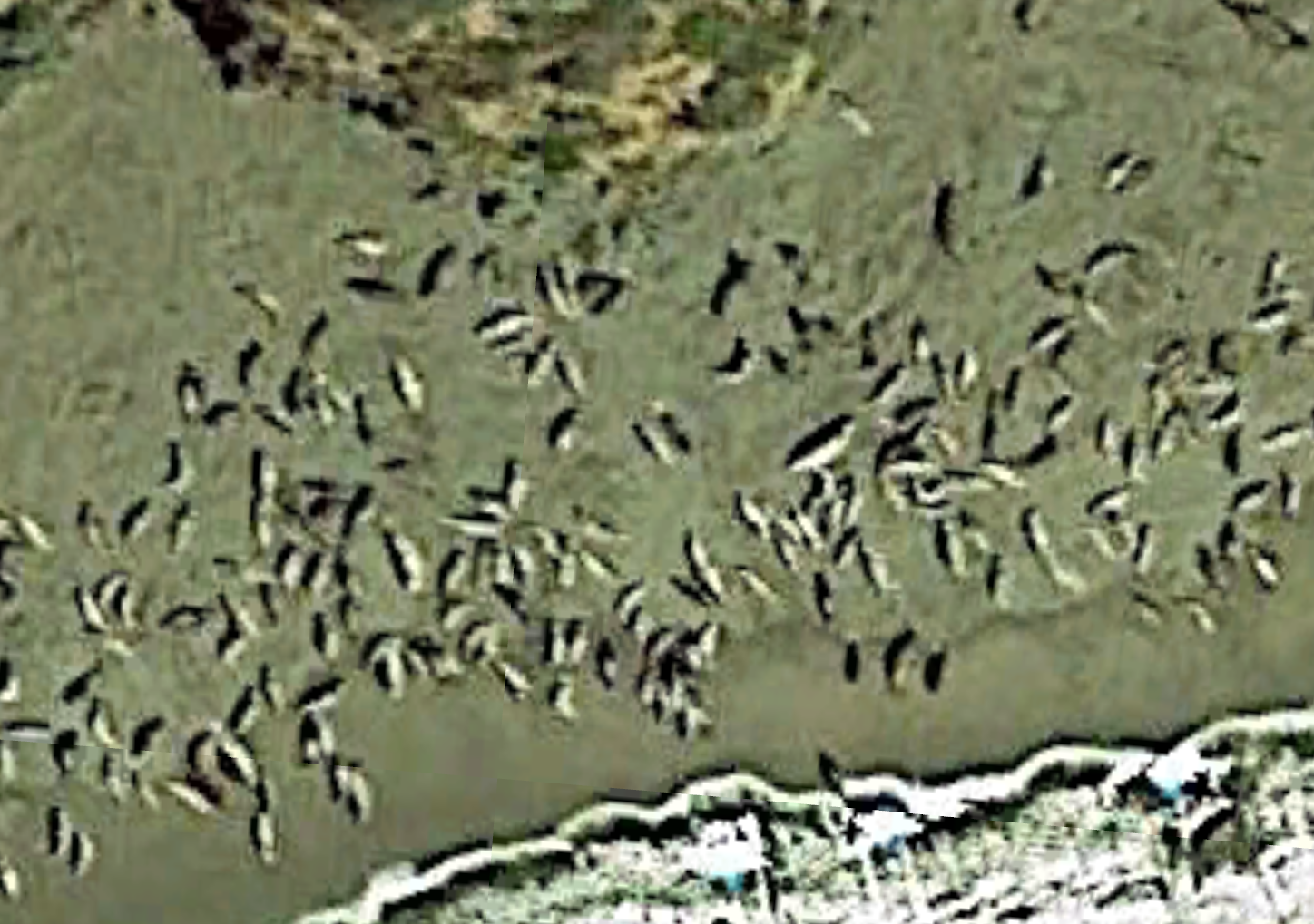 How to Use the re. google earth Object Detection API