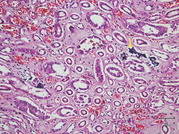 cell bounding box Object Detection Dataset and Pre-Trained Model by JU