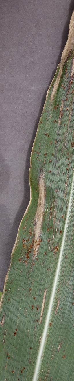 corn Classification Model by dlwork