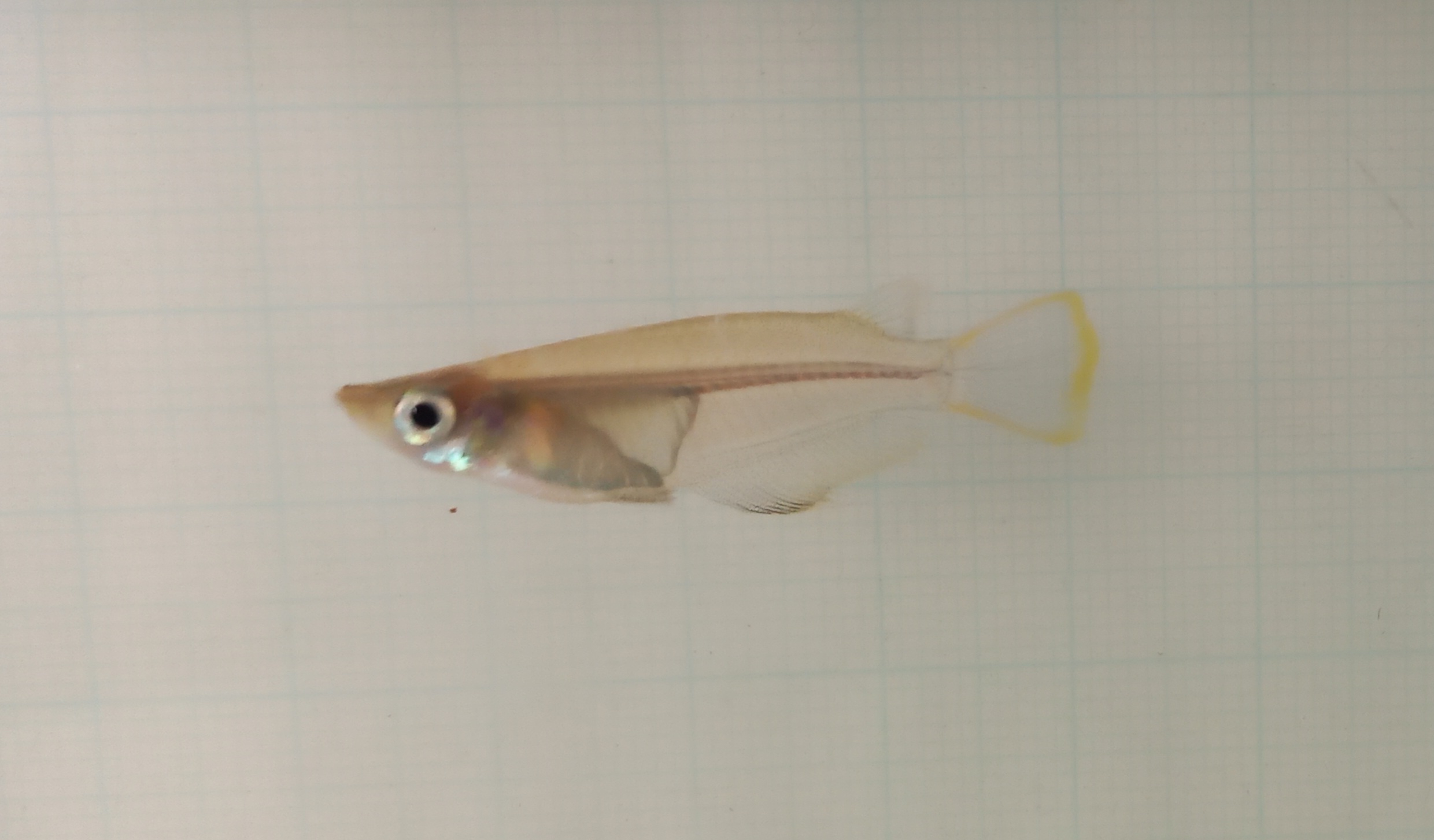 Secret Classification Classification Dataset and Pre-Trained Model by ...