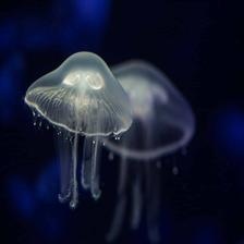 jelly Classification Model by College