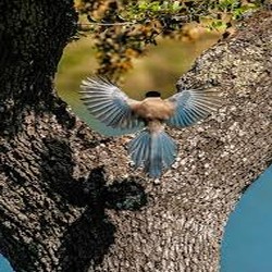 detectron_yolo_to_voc Object Detection Dataset by gigs