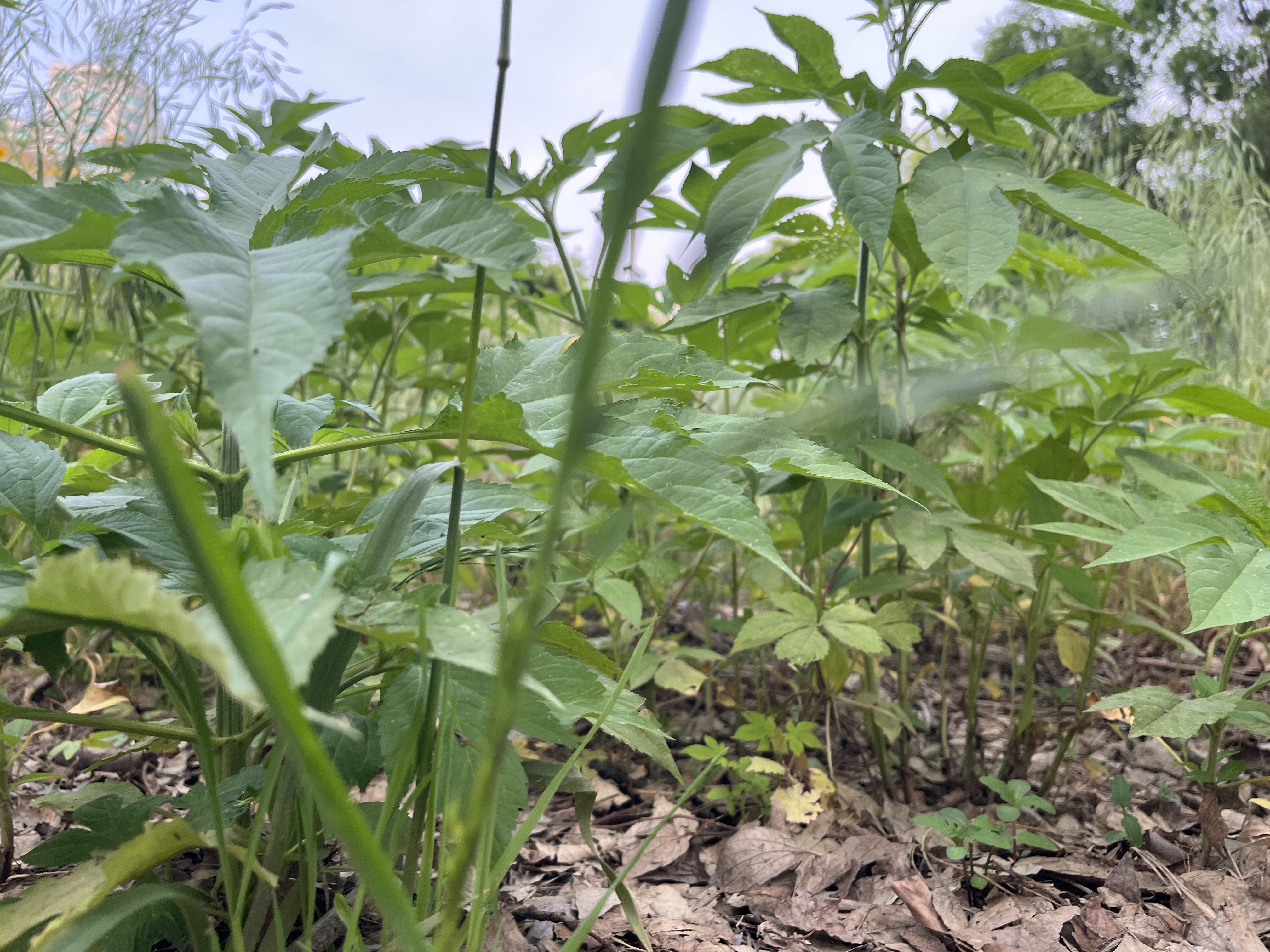 Invasive Plants Object Detection Model by Invasive Plants