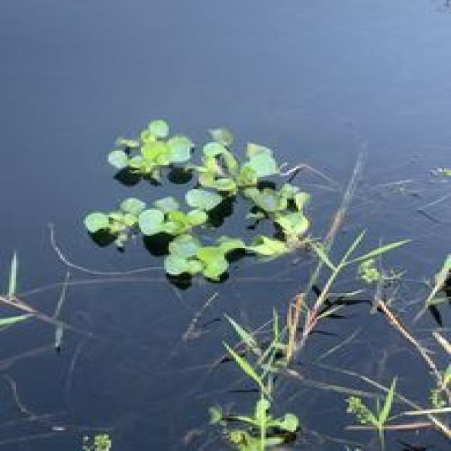 Water Hyacinth Object Detection Dataset By Plasticdetection Based On Yolo V8