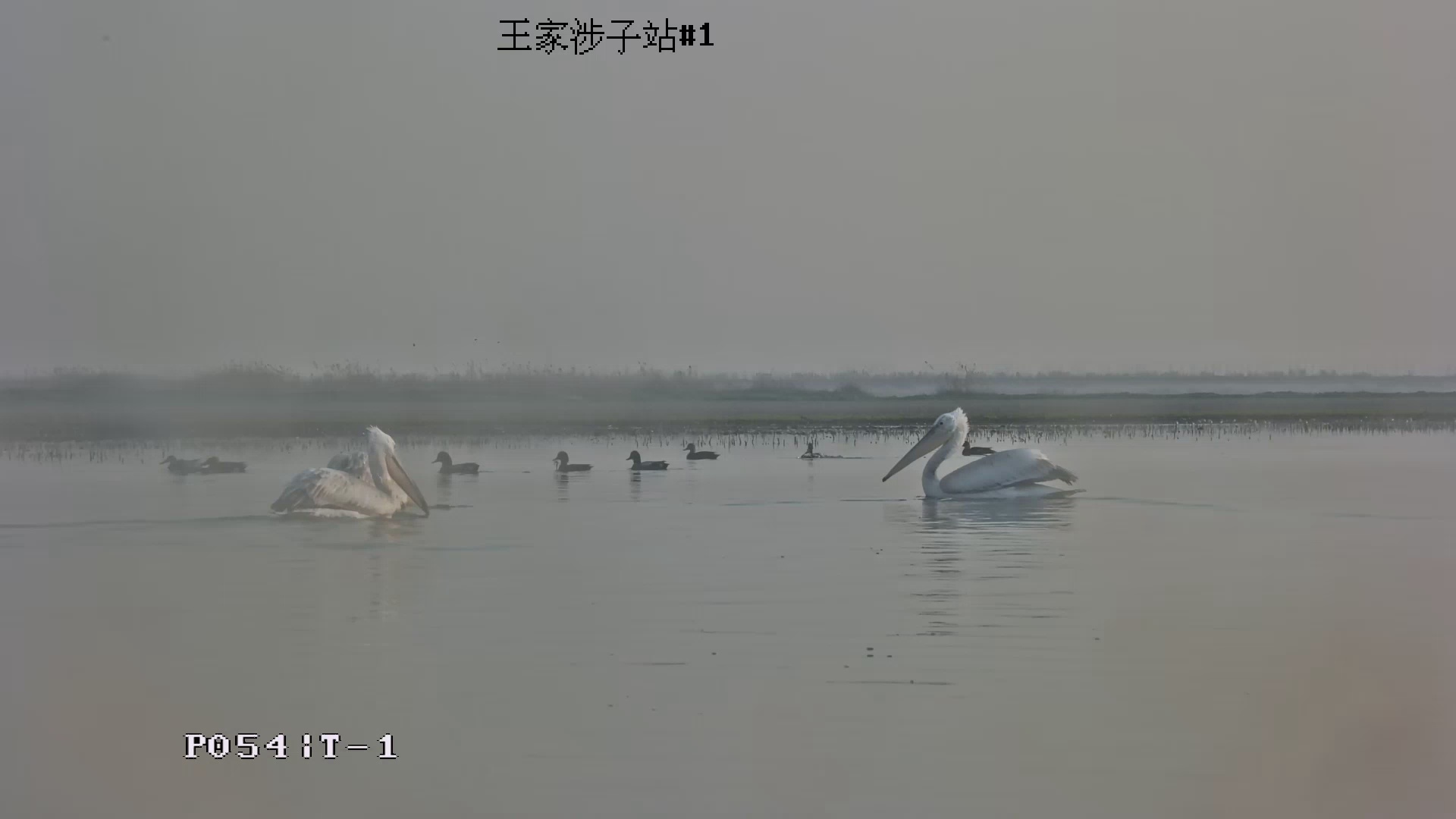 dfbg Object Detection Dataset by birdsdata