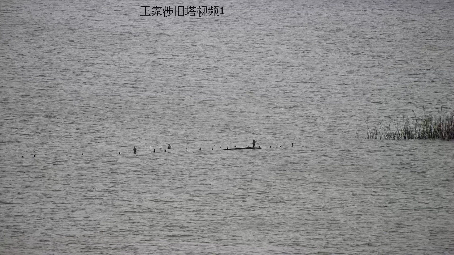 1025-2 Object Detection Dataset by birdsdata